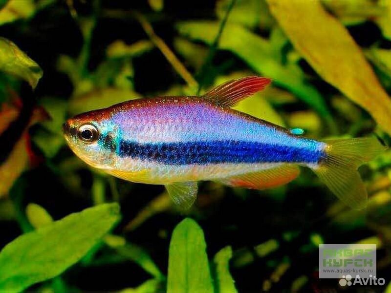 Тетра Керри 1,5-2 см