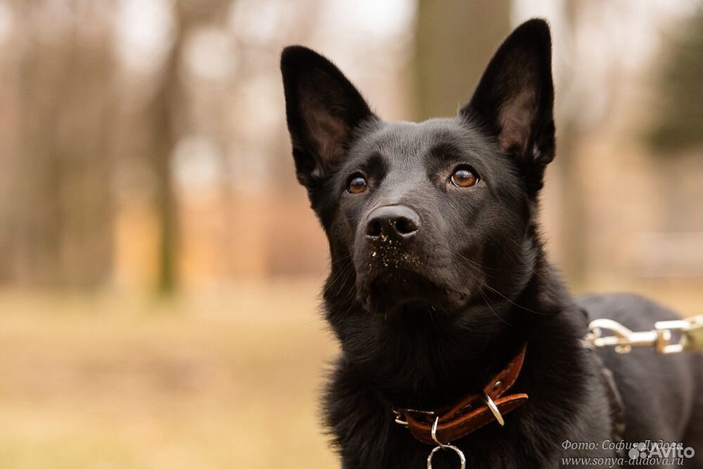 Варя, ищет дом