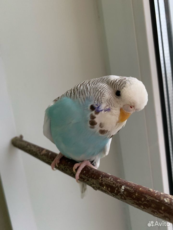 Выставочный волнистый попугай