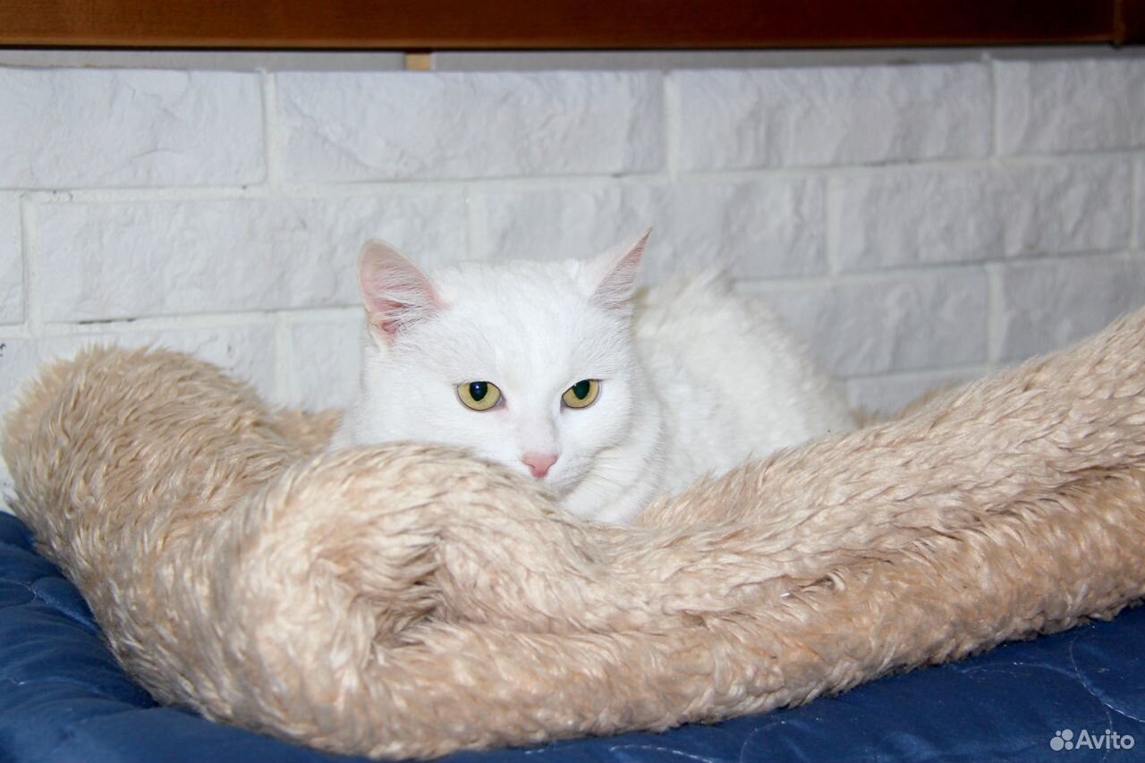 Нежная и кроткая девочка белочка