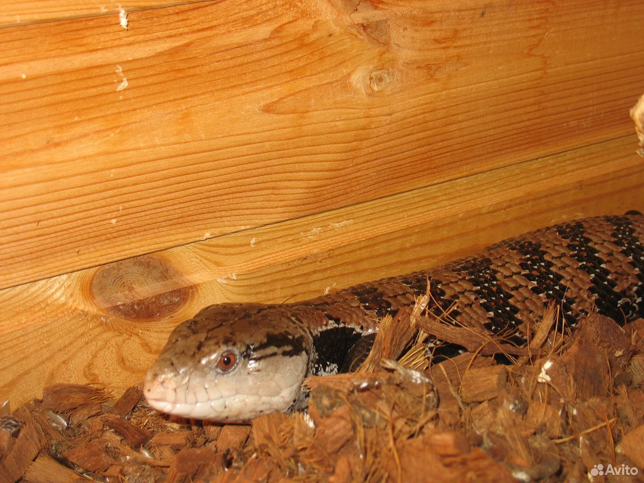 Сцинк синеязыкий гигантский (Tiliqua Gigas)