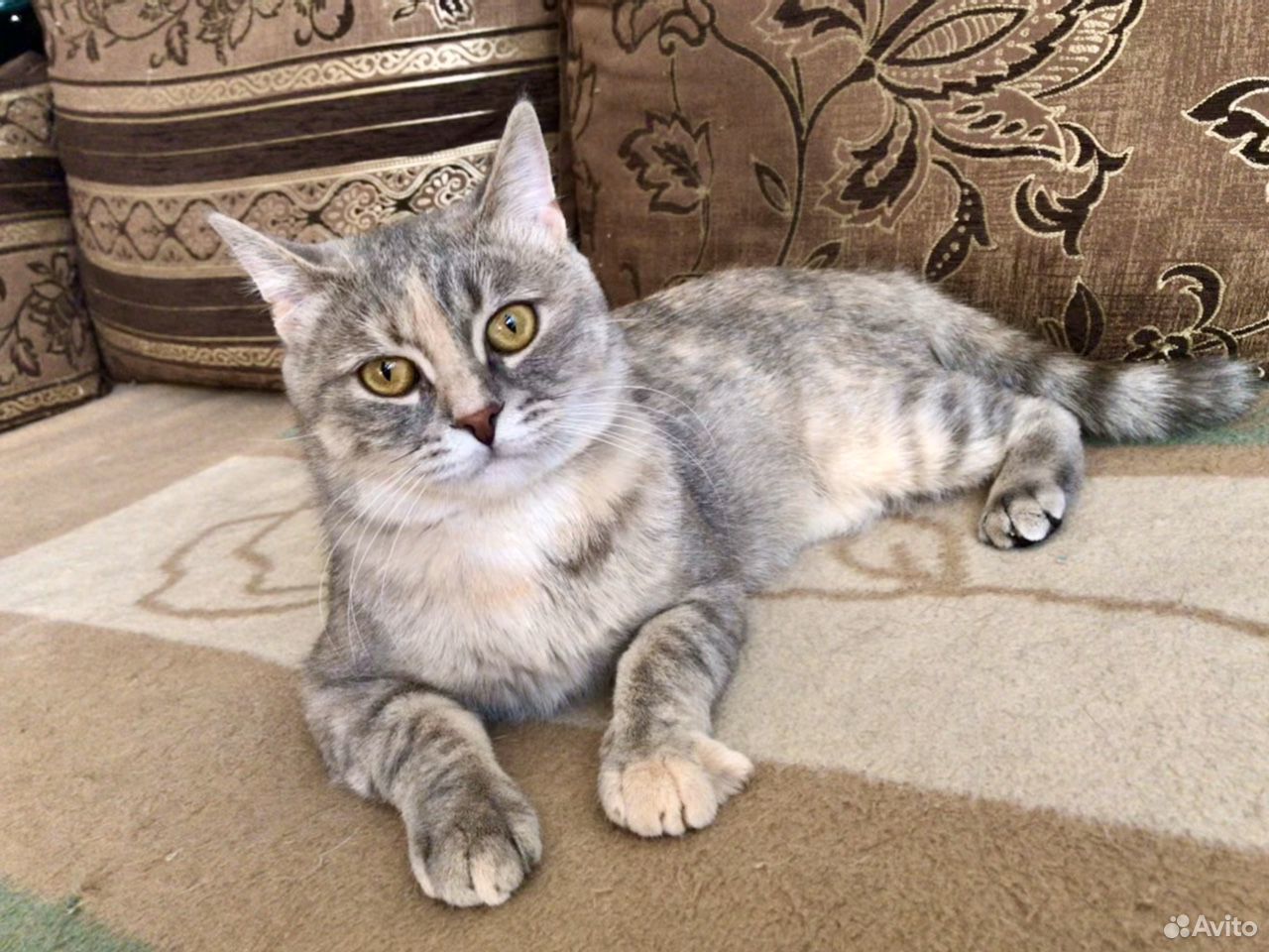 Кошка с янтарными глазами