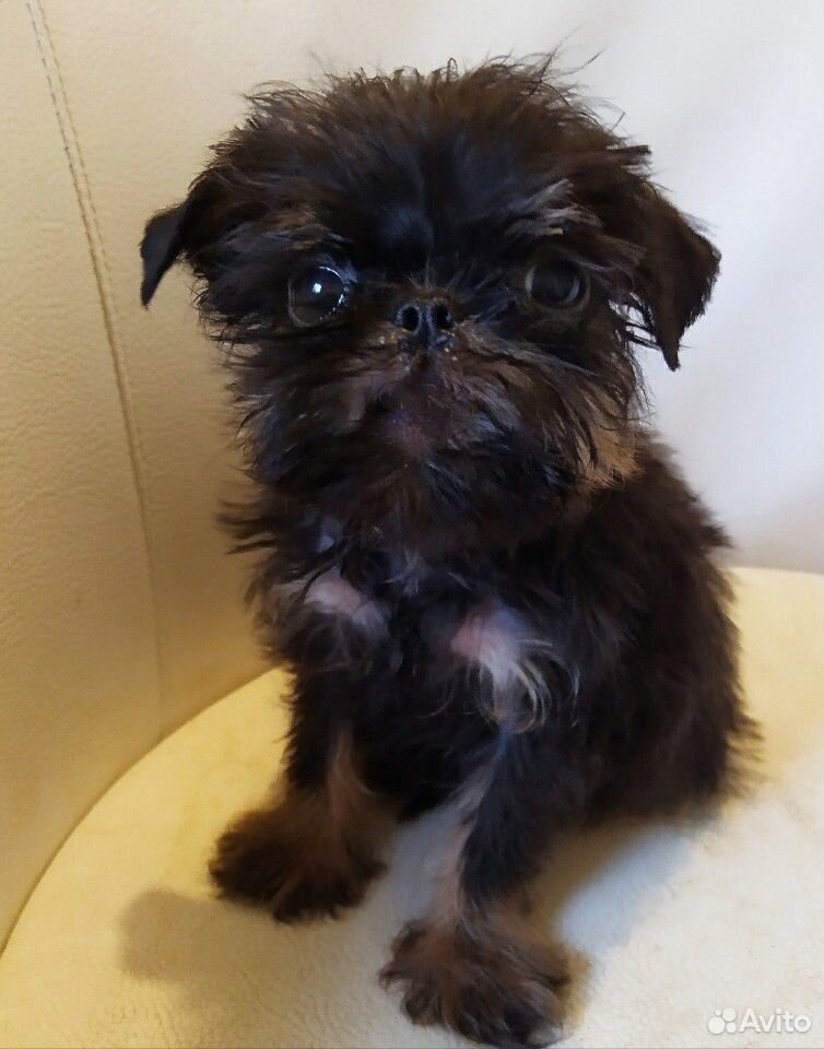 Крохотный бельгиец