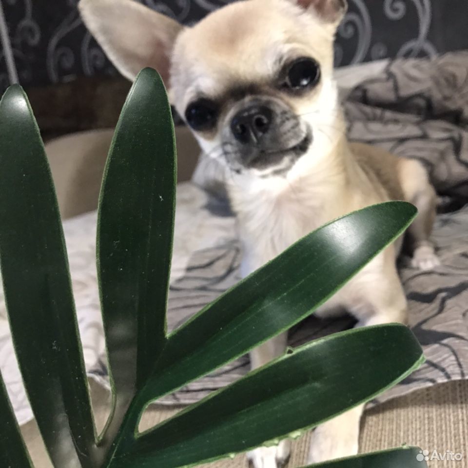 Вязка чихуахуа