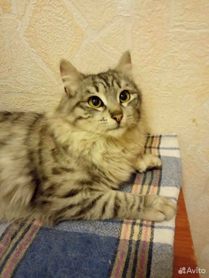 Кошка метисс бобтейл