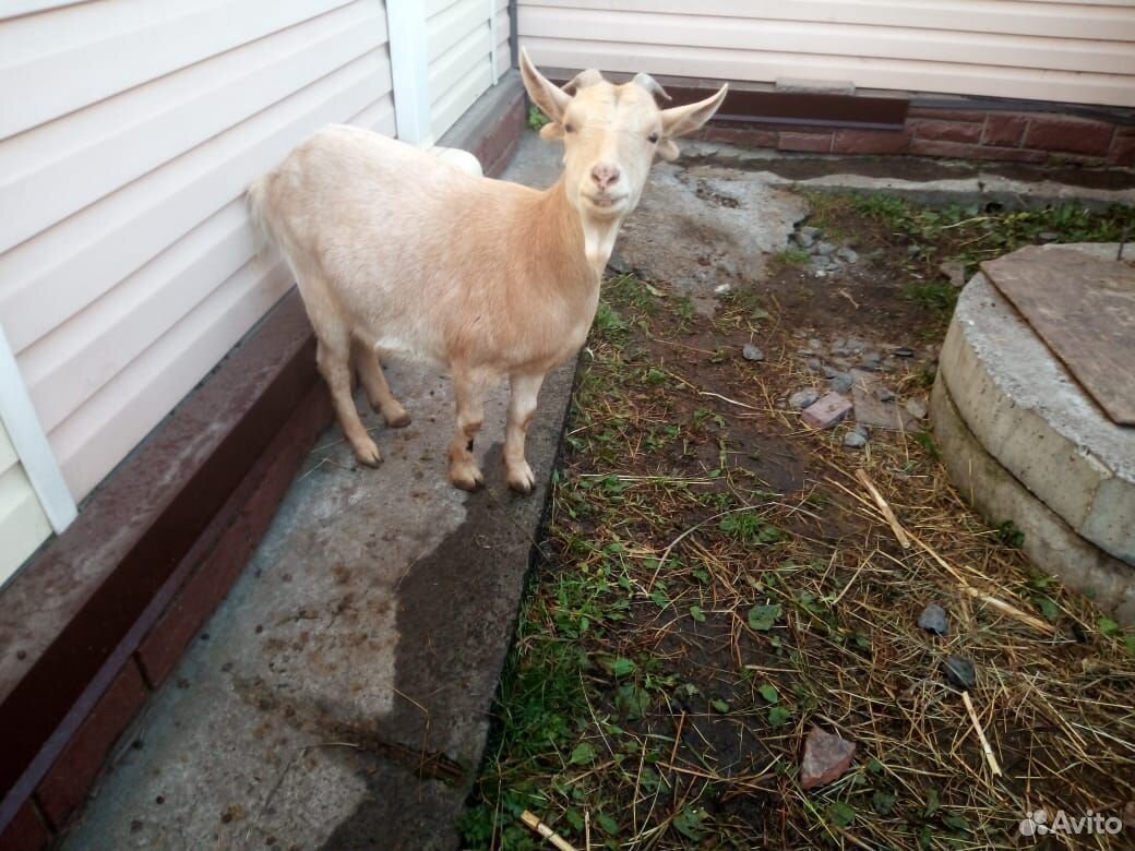 Камерунская коза