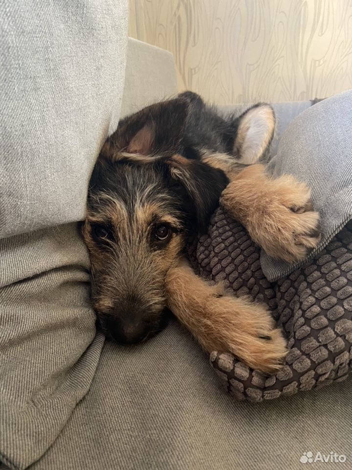 Щенок Чарли в добрые руки