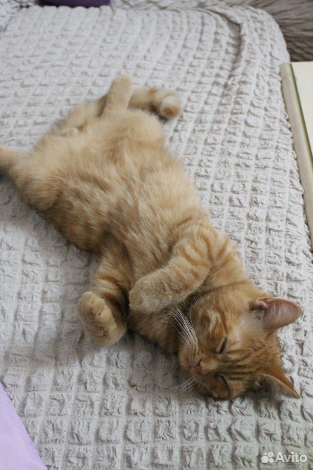 Кот на вязку)