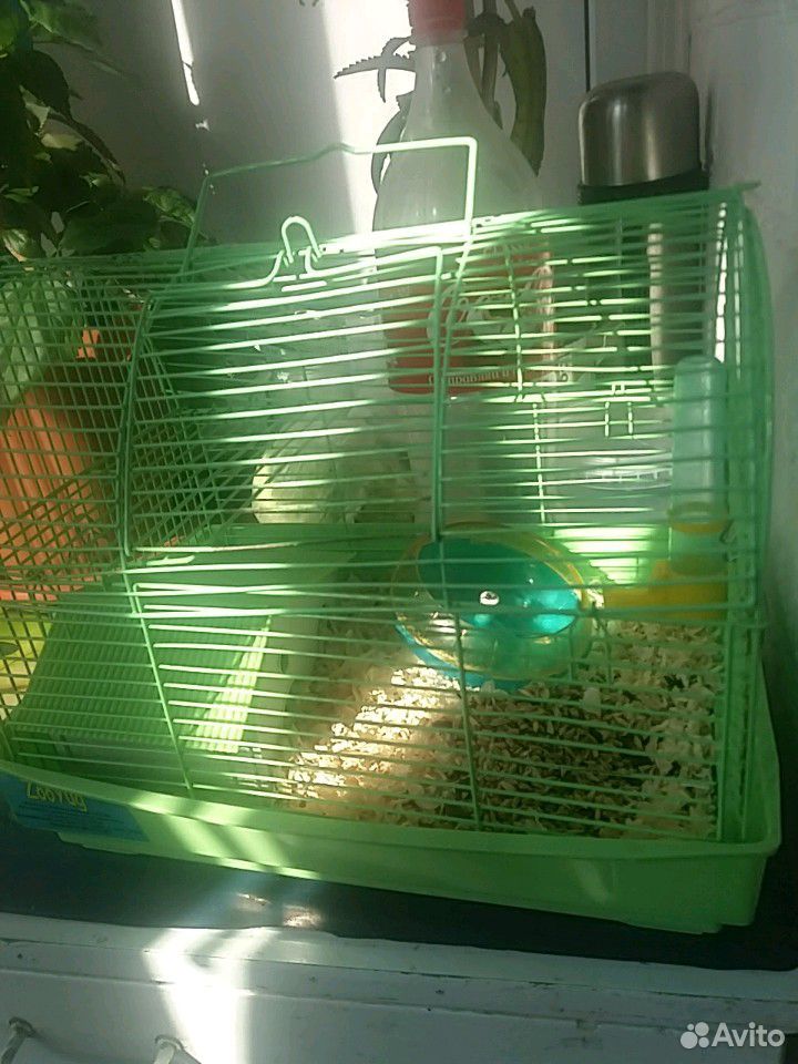 Джунгарский хомяк