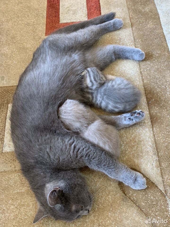 Котята Британцы