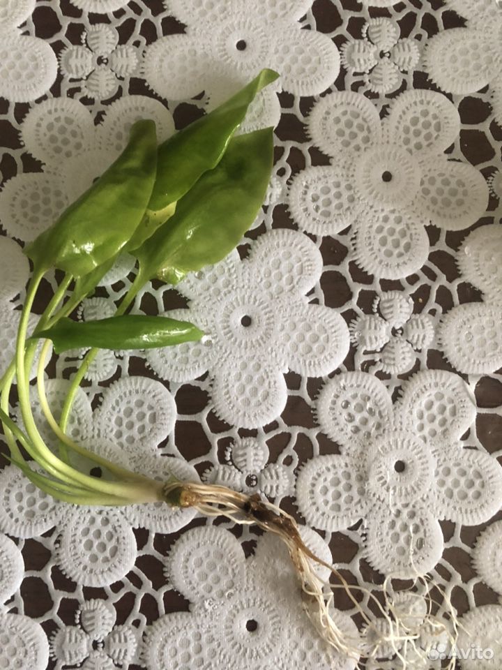 Аквариумные растения