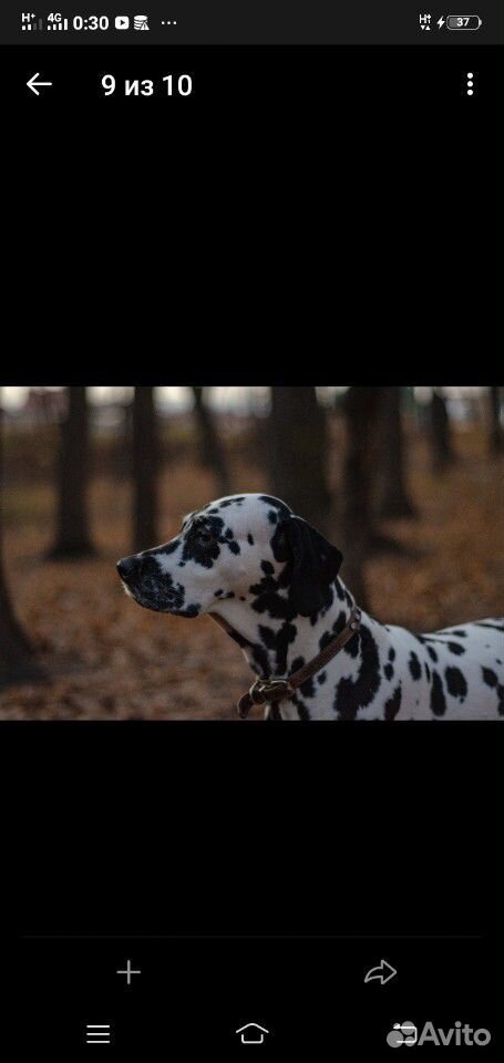 Далматиниха на вязку