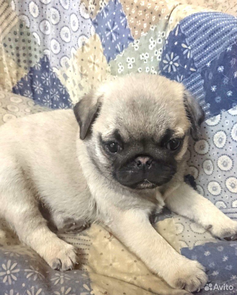 Девочка породы мопс к продаже
