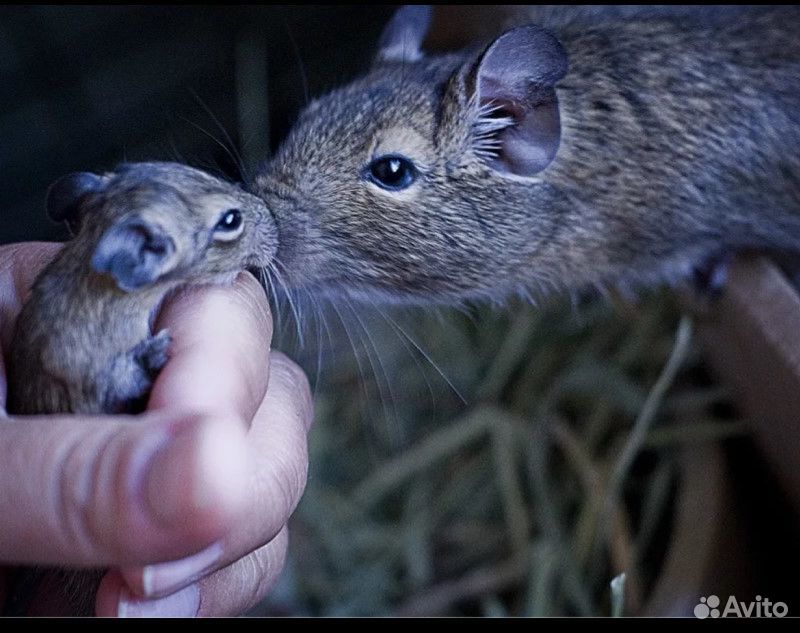 Бельчата Дегу
