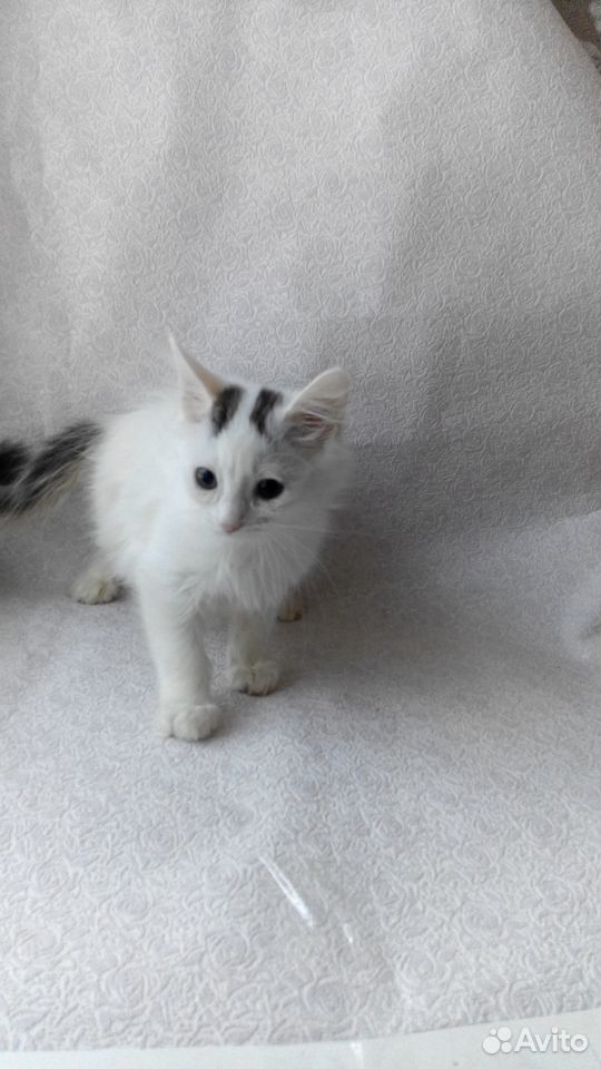 Котята пушистые