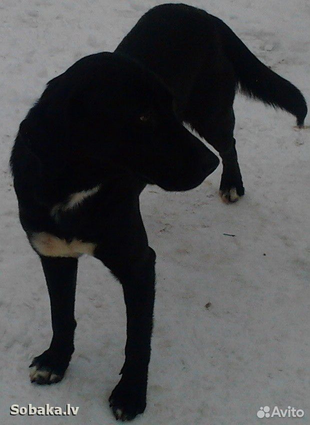 Пес Малыш на охрану