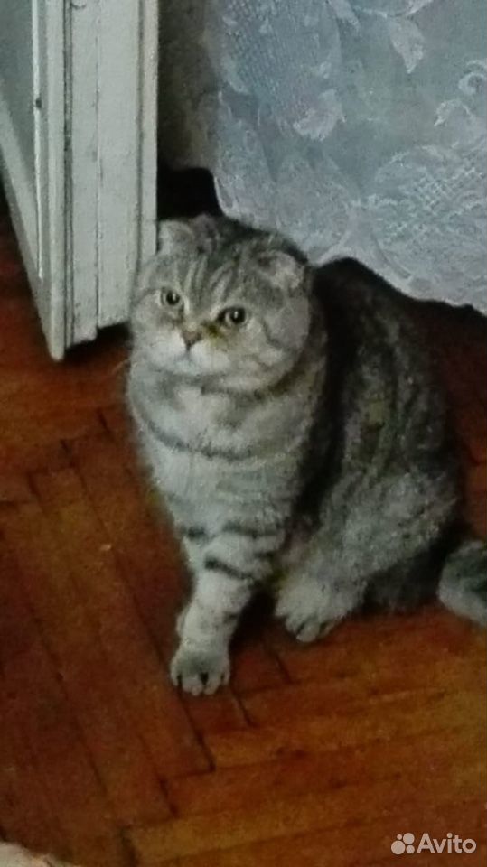 Шотландский кот Пирс 10 лет