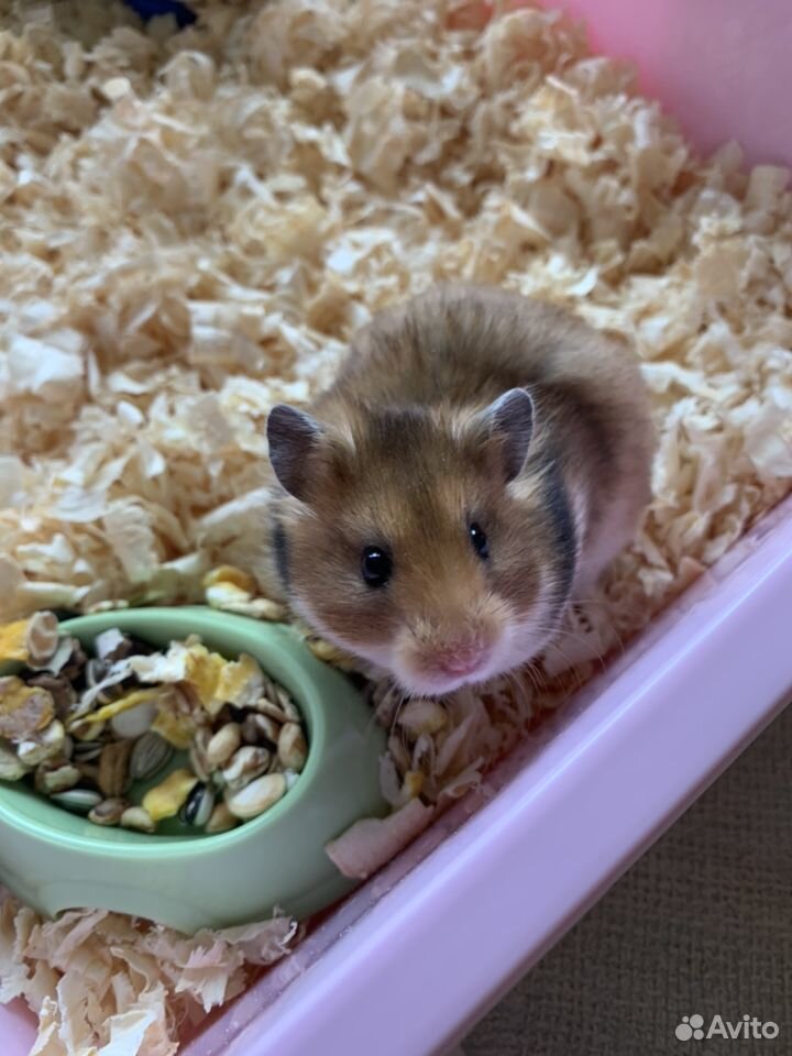 Джингарский хомяк