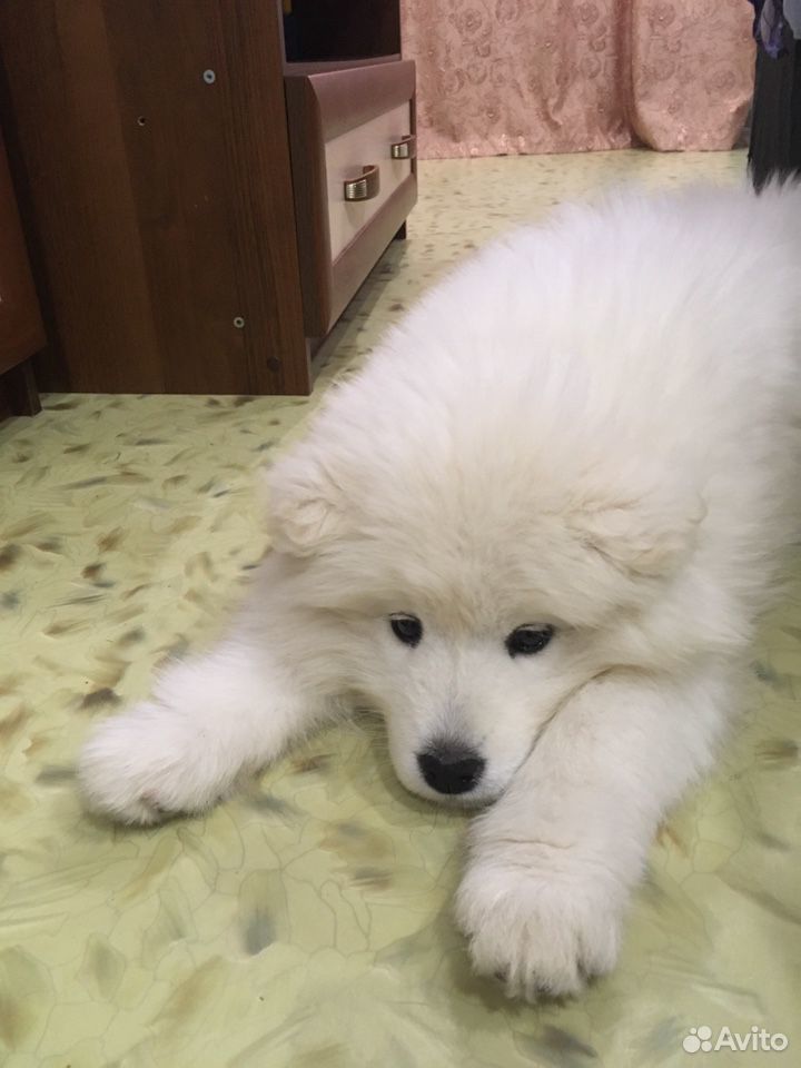 Самоедская лайка