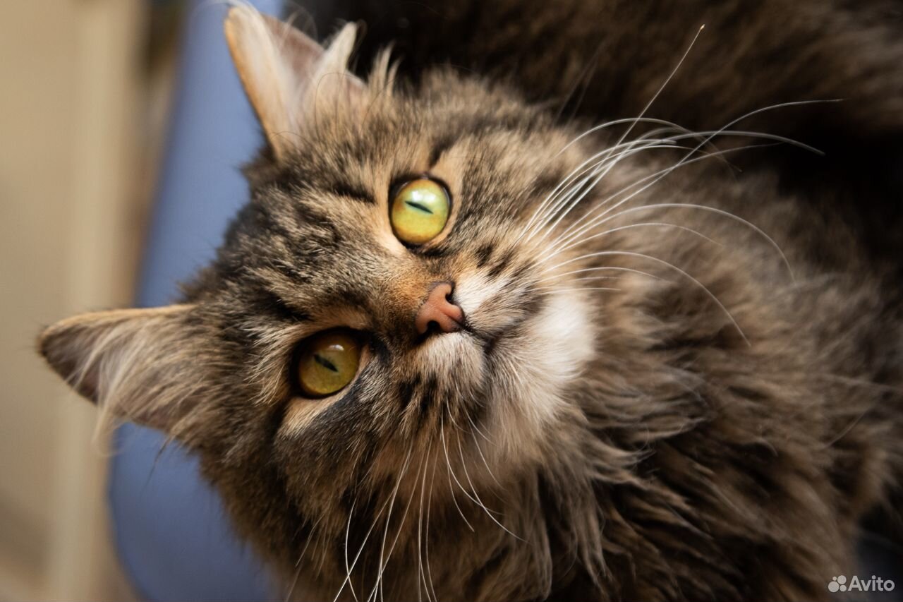 Знакомьтесь, Марта