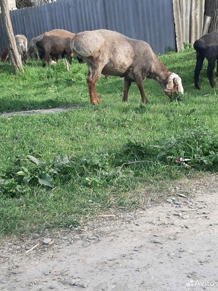 Баран на племя