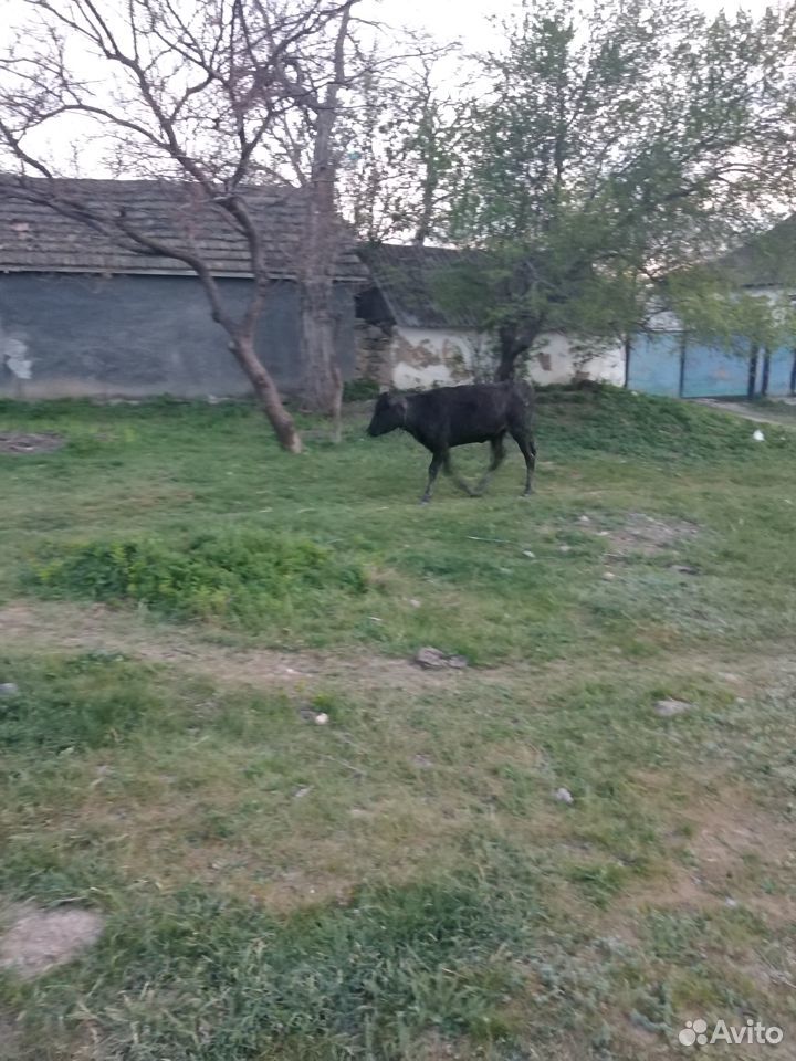 Продаю телки