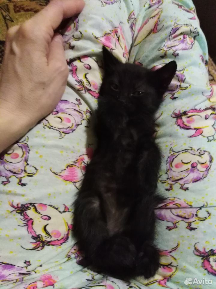 Отдадим котят в добрые руки. Две девочки. Умные и