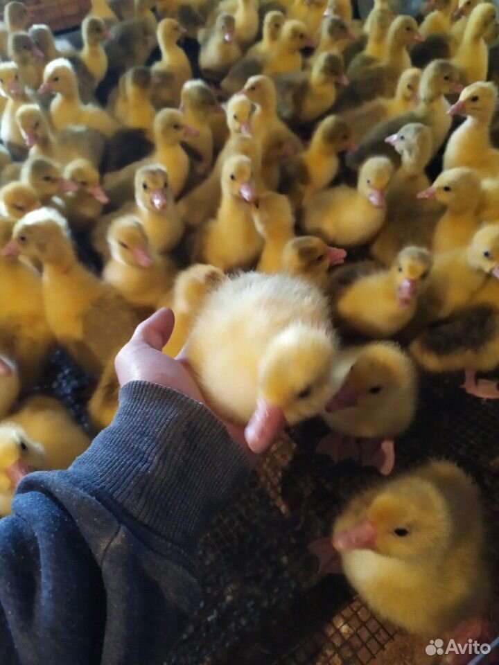 Суточные и подрощенные гуси