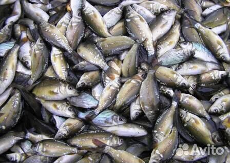 Малёк карпа, толстолобика, амура