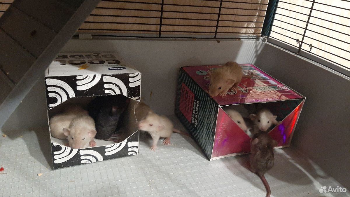 Крысята дамбо