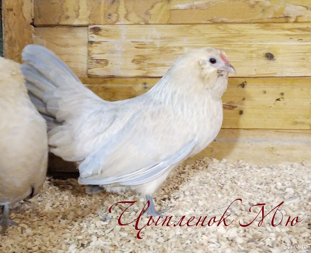 Курицы бентамки (антверпенская и мильфлёр)