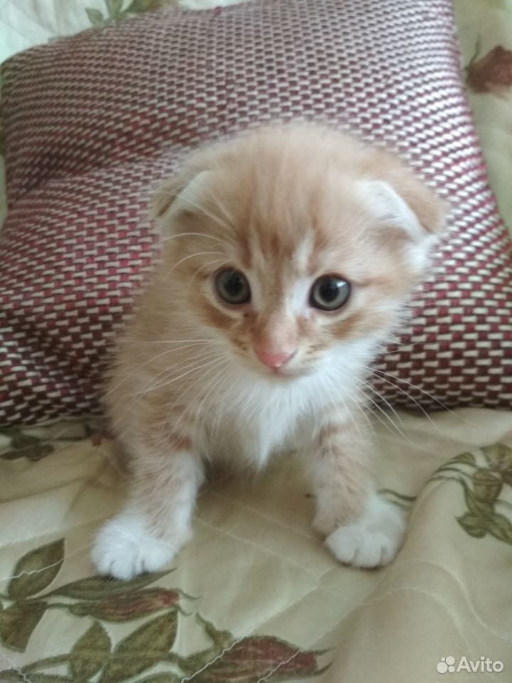 Котята