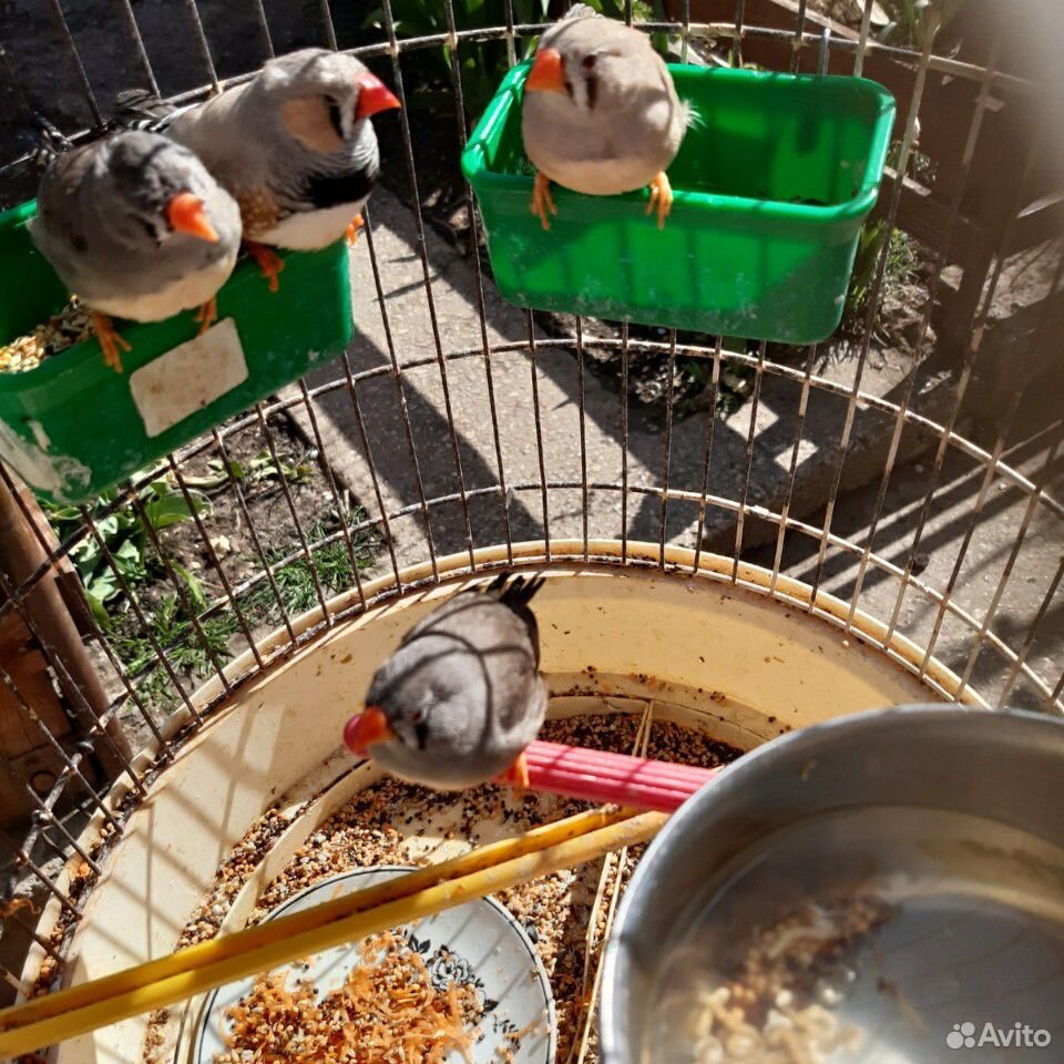 Зебровые амадины молодняк