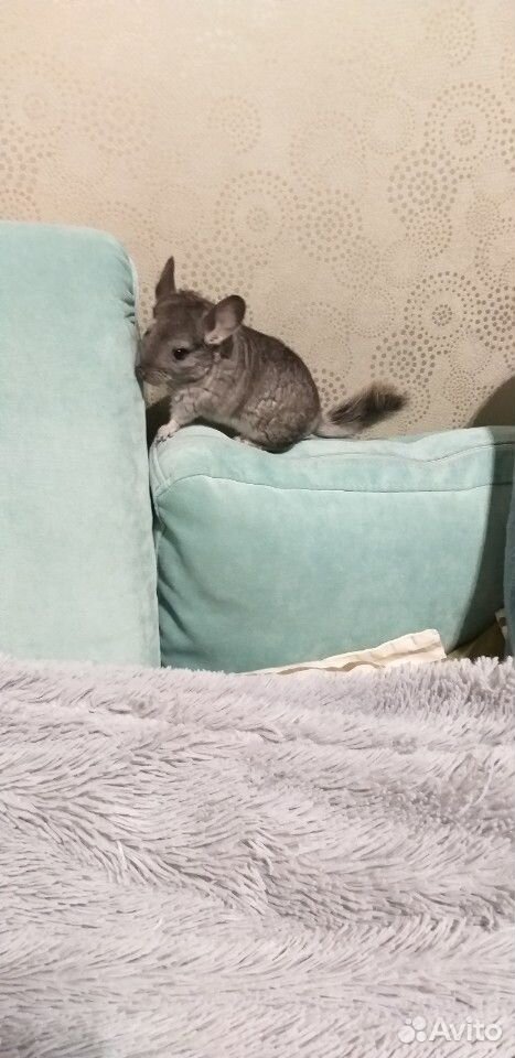 Шиншиллы,грызуны