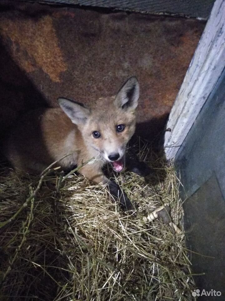 Лисёнор обыкновенный
