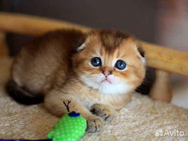Яша - золотой котик скоттиш-фолд