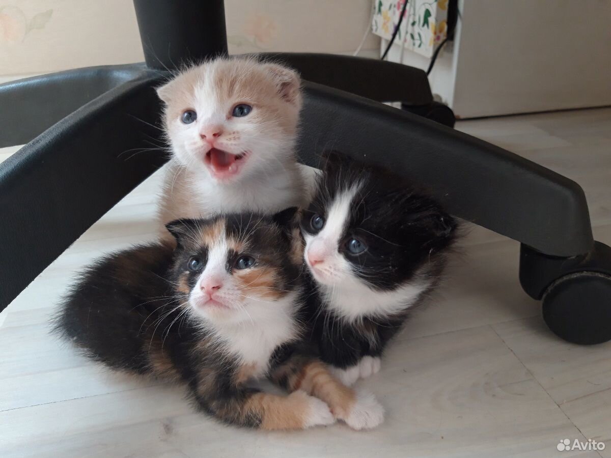 Котята