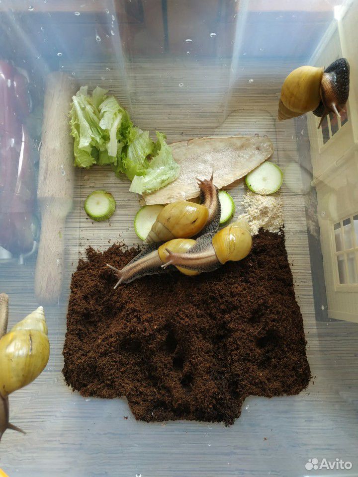 Улитки Ахатины