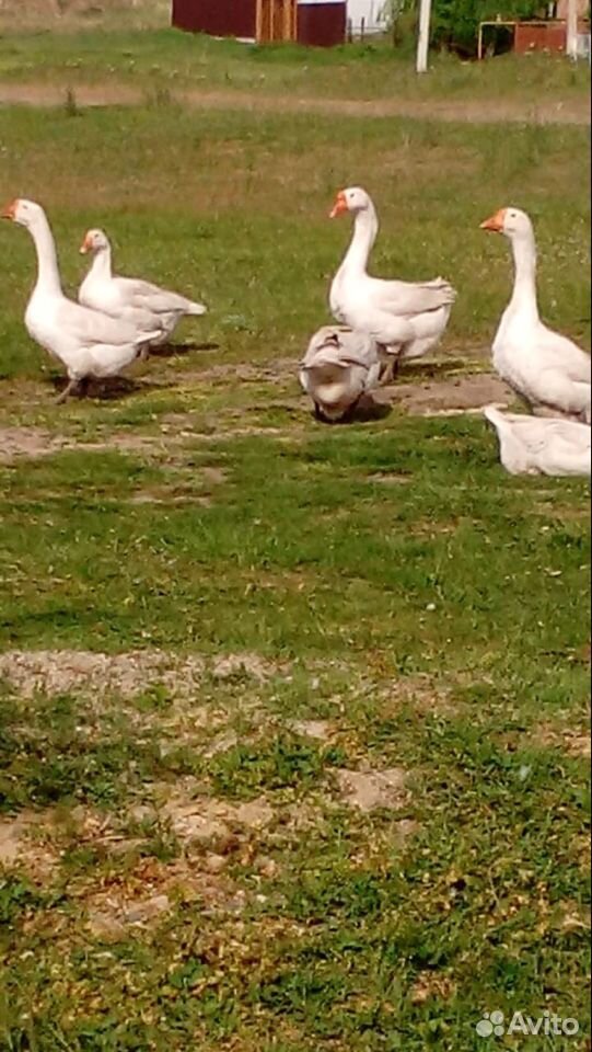 Гусята