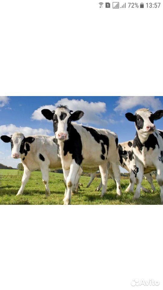 Телочка 1.5мес