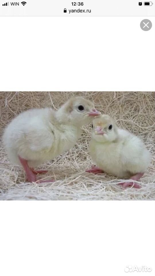 Индюшка с индюшатами