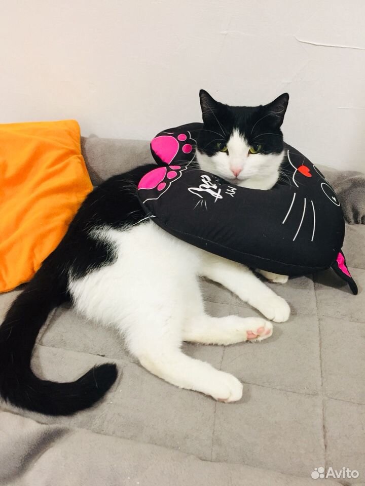 Холли для Истинных Ценителей Кошек
