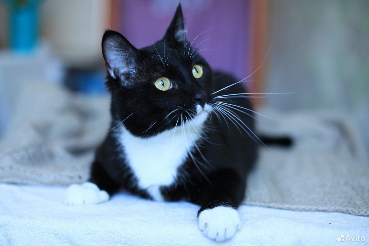 Мистер брутальный кот