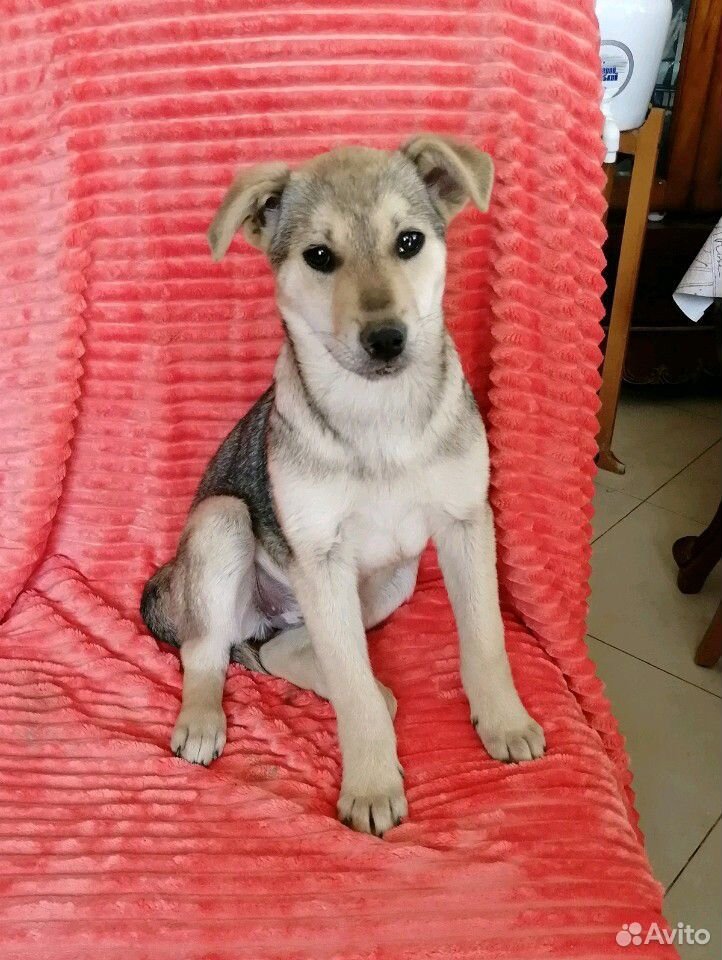 Щенок девочка, 3,5 месяцев, в добрые руки