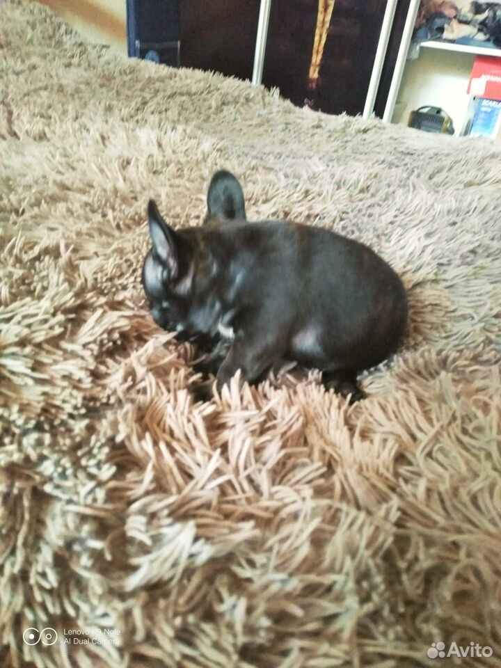 Француженка мини