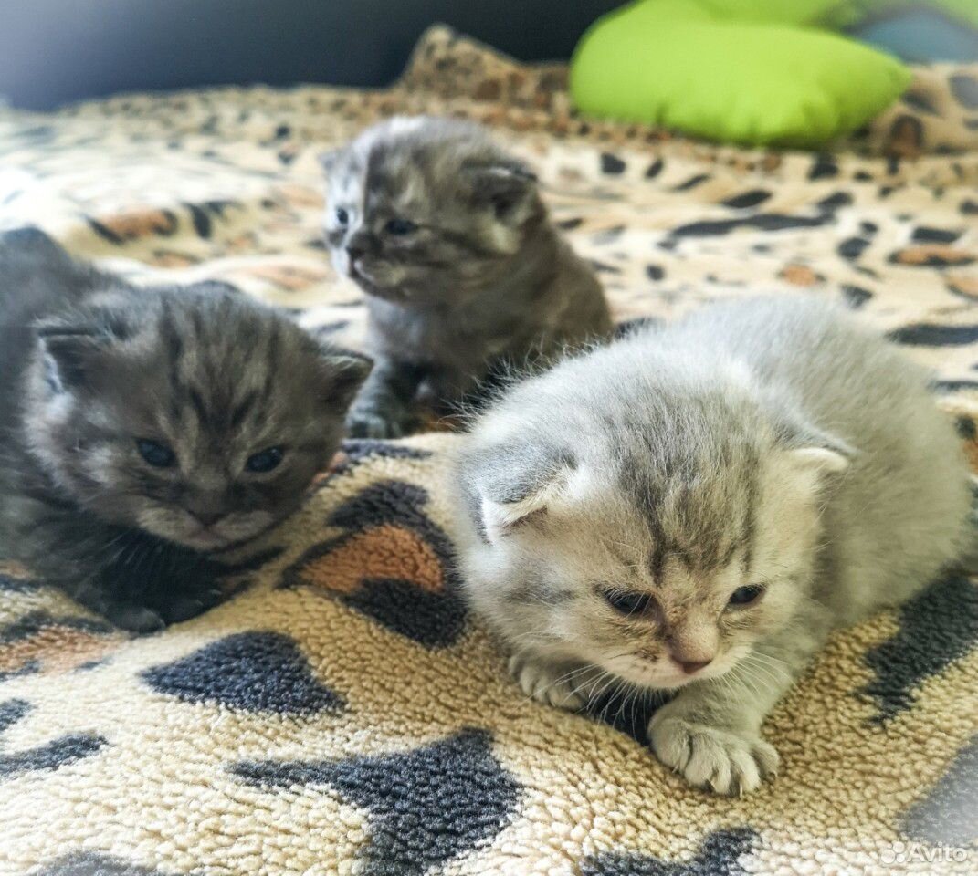 Шотландские вислоухие котята