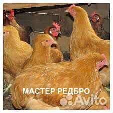 Куры редбро мастер грэй