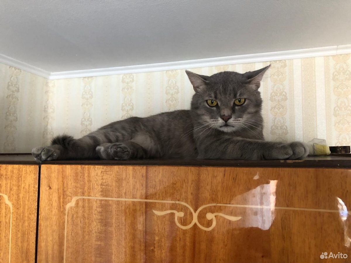 Кот Макс 2 года