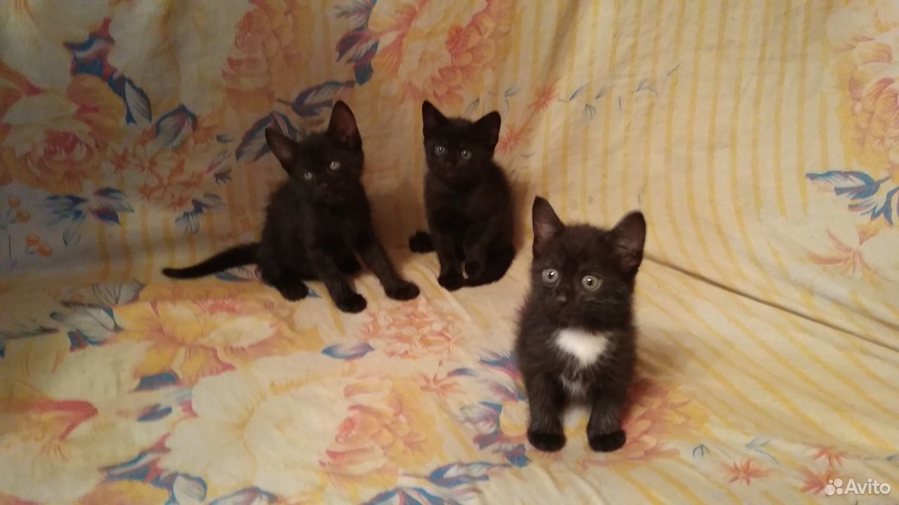 Отдам котяток