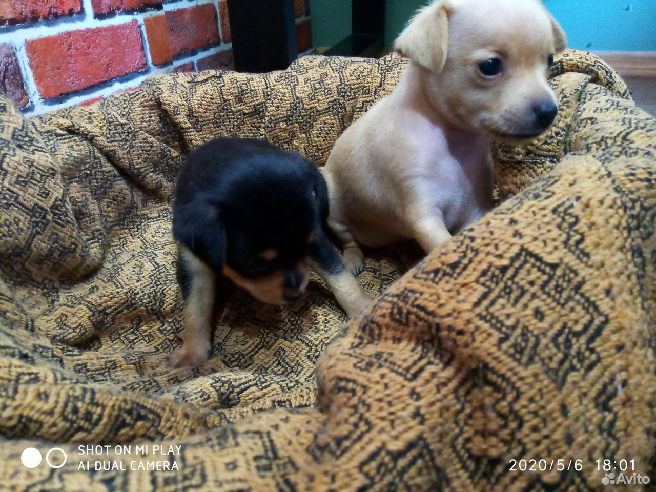 Щенок той-терьера- мальчик